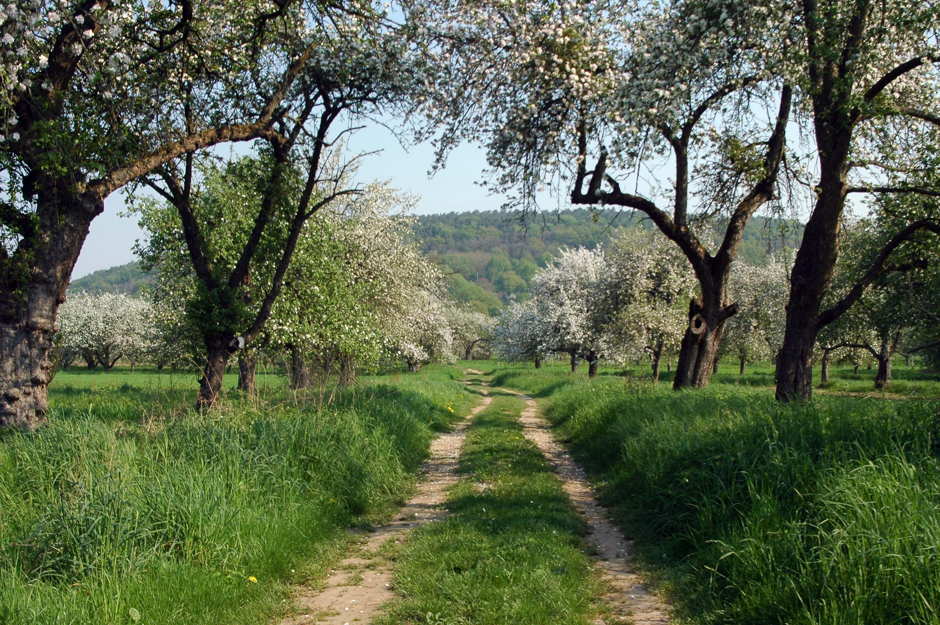Kleinwallstadt | Markt Kleinwallstadt